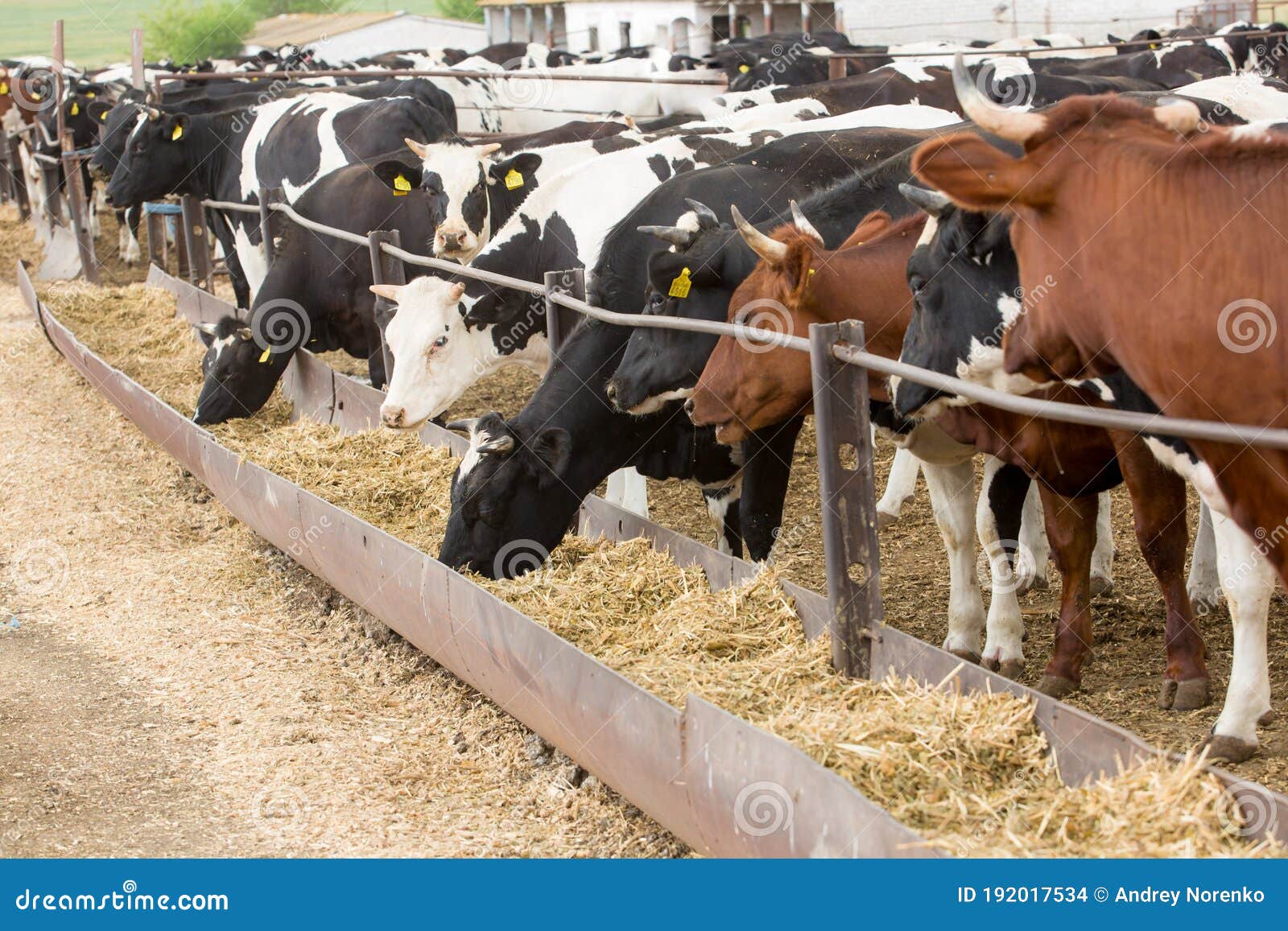Breeding Raising Cattle on a Livestock Farm. Editorial Stock Image ... Breeding Raising Cattle on a Livestock Farm. Editorial Stock Image ...