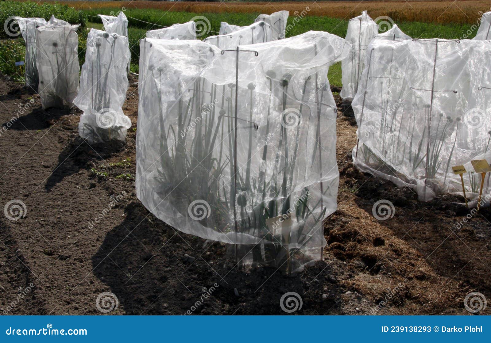 Breeding and Seed Production of Cultivated Plants Stock Image - Image ...