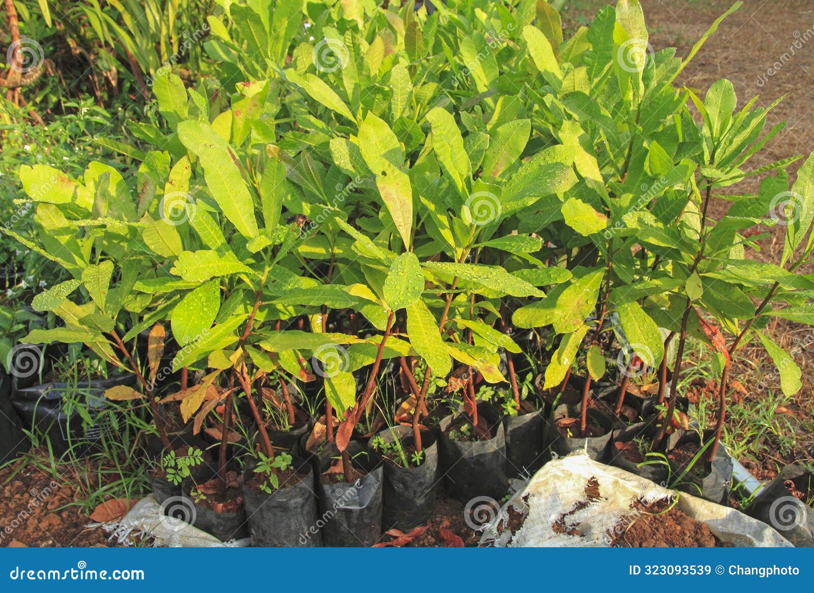 Breeding Seedlings Cashew Nut Stock Image - Image of growing, healthy ...