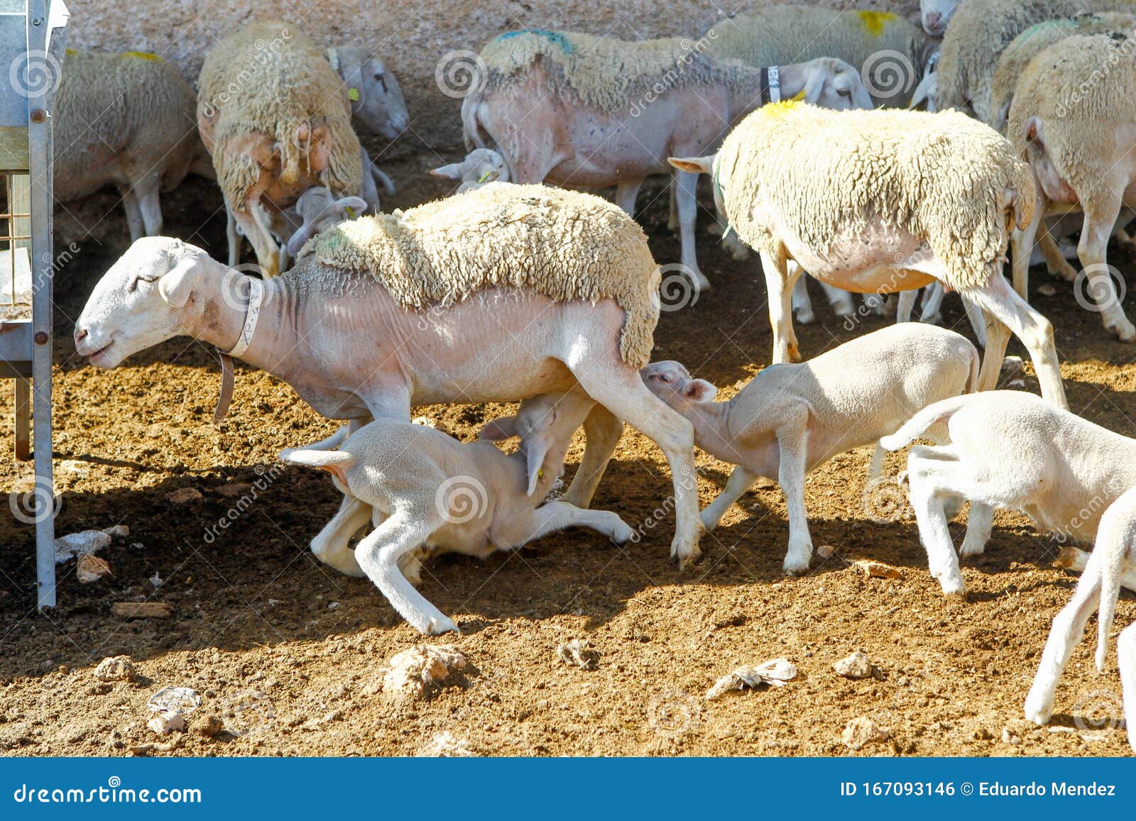 Breeding of Sheep in a Farm Stock Photo - Image of spain, farm: 167093146