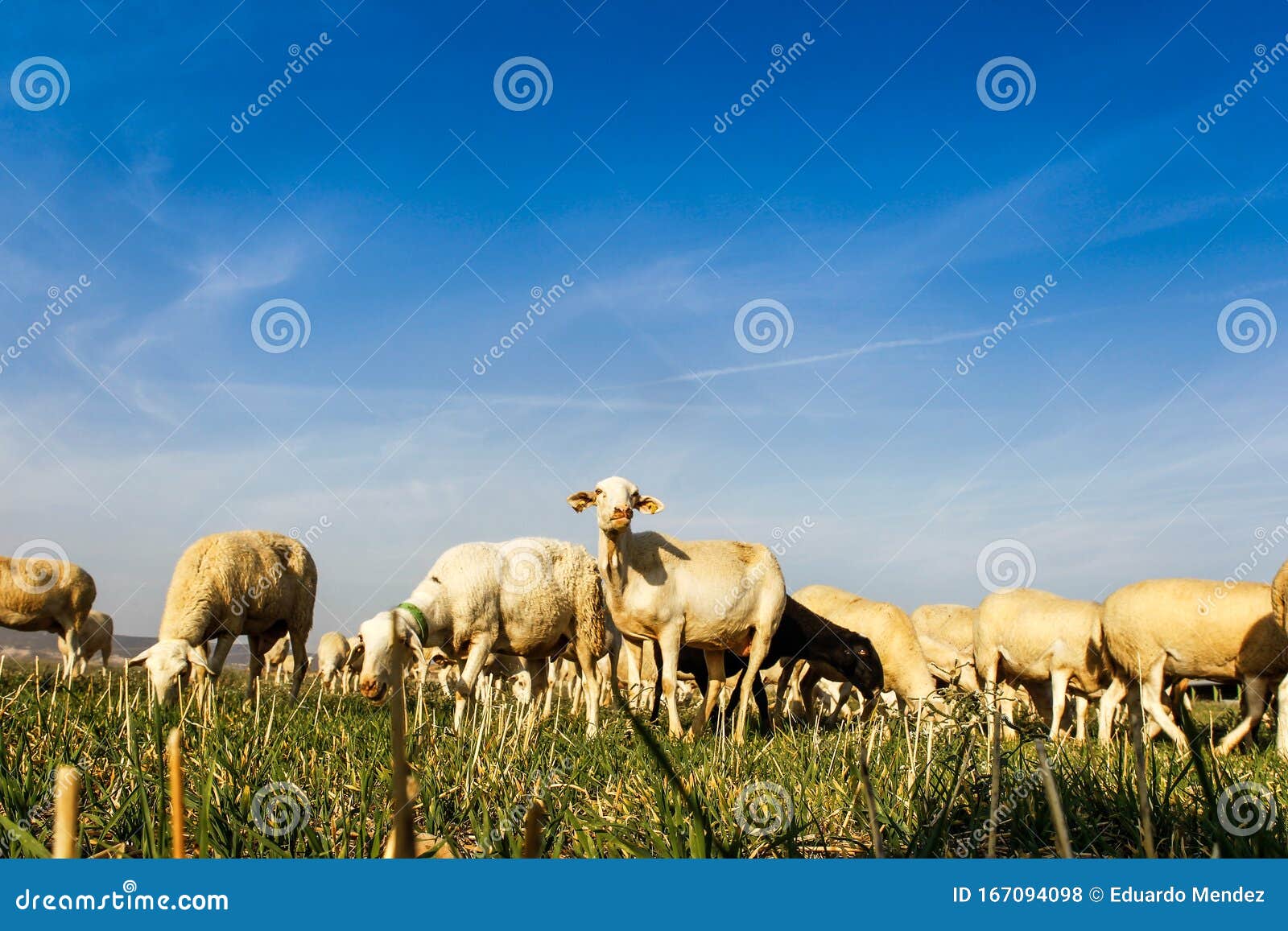 Breeding of Sheep in a Farm Stock Photo - Image of industry, livestock ...