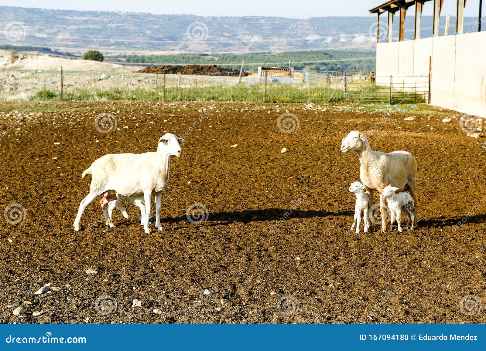 Breeding of Sheep in a Farm Stock Photo - Image of sheep, lamb: 167094180