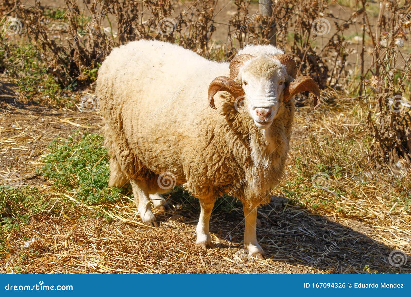 Breeding of Sheep in a Farm Stock Photo - Image of cattle, sheep: 167094326