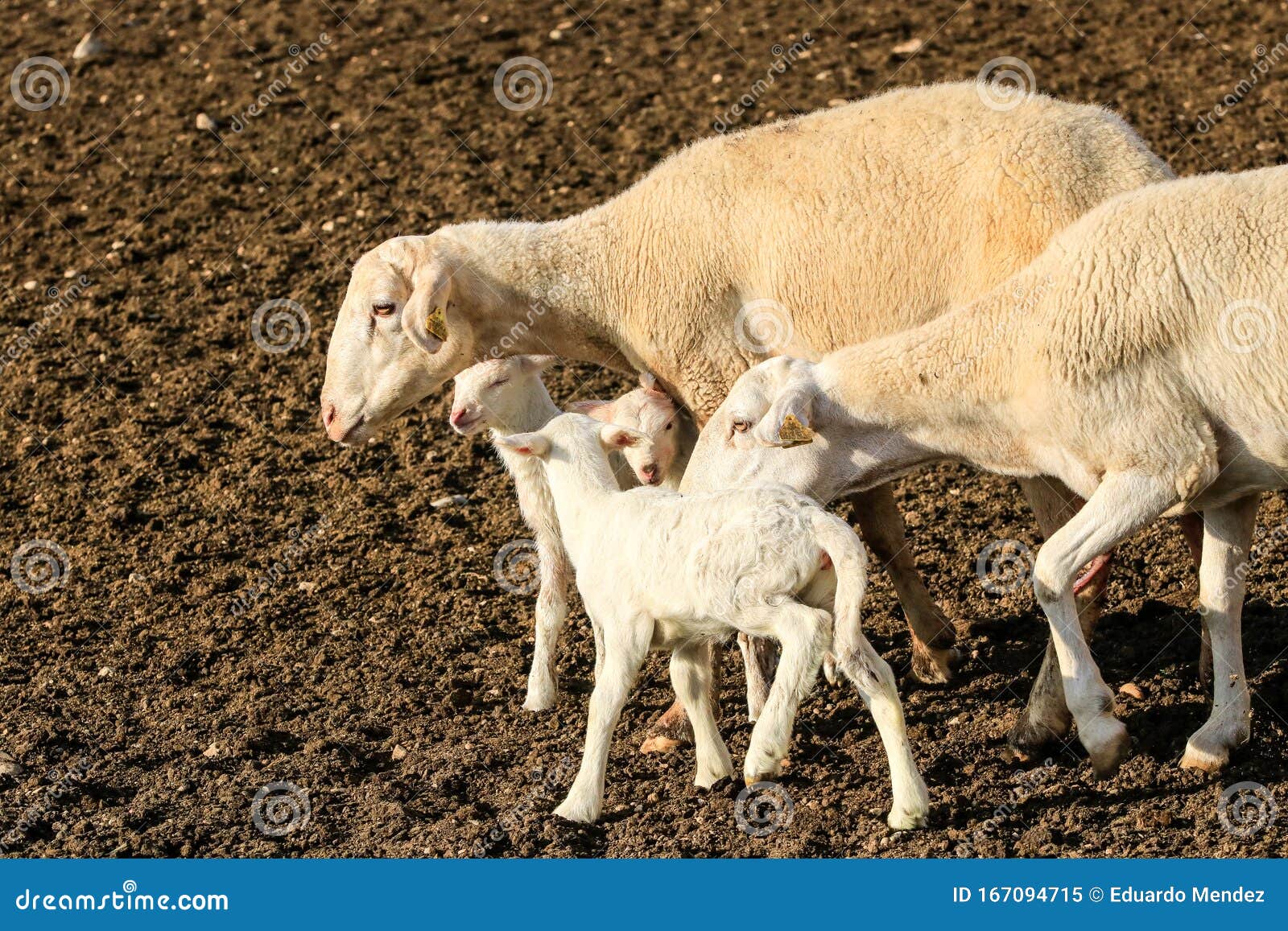 Breeding of Sheep in a Farm Stock Image - Image of field, sheep: 167094715
