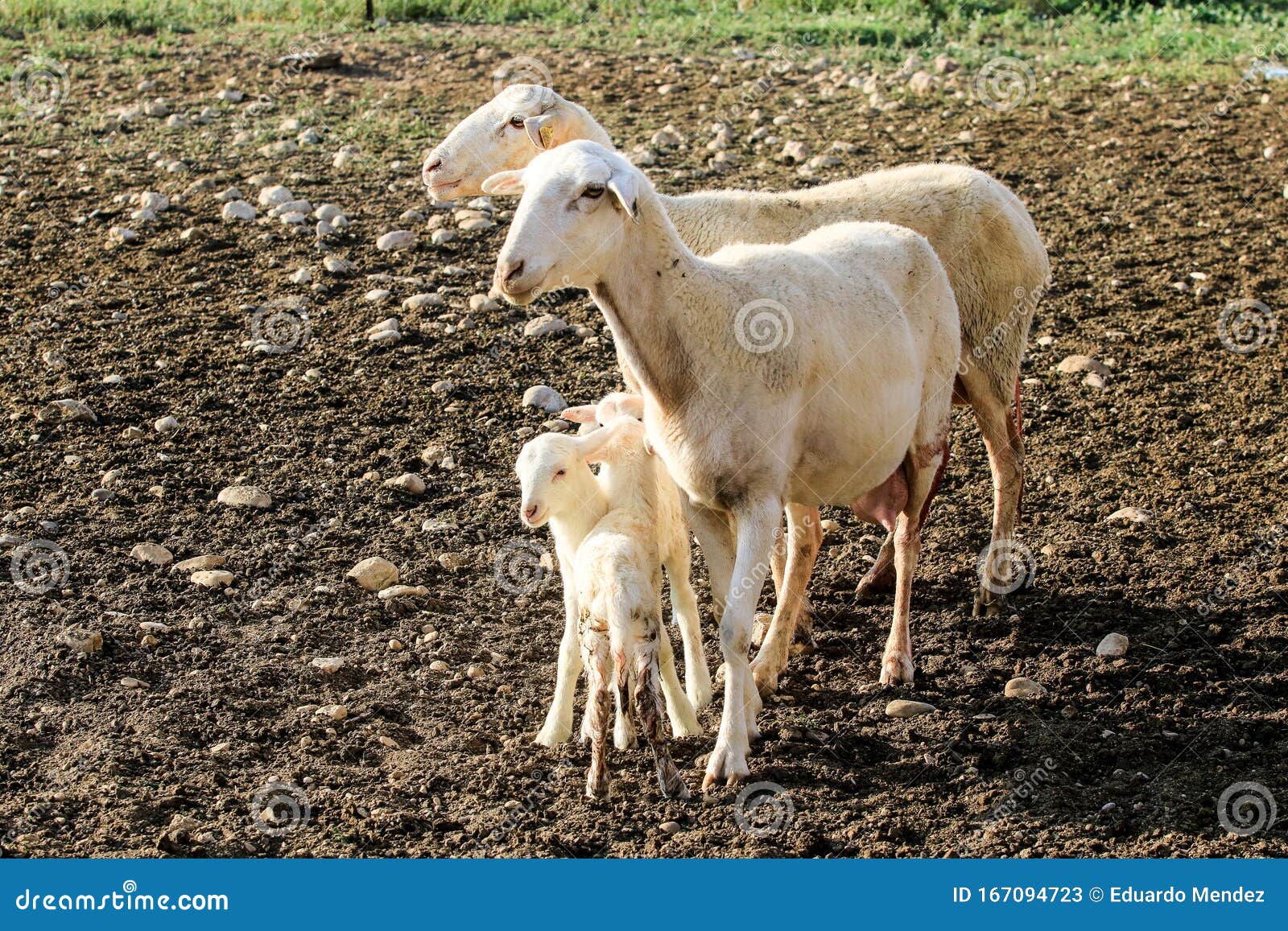 Breeding of Sheep in a Farm Stock Image - Image of farm, cattle: 167094723