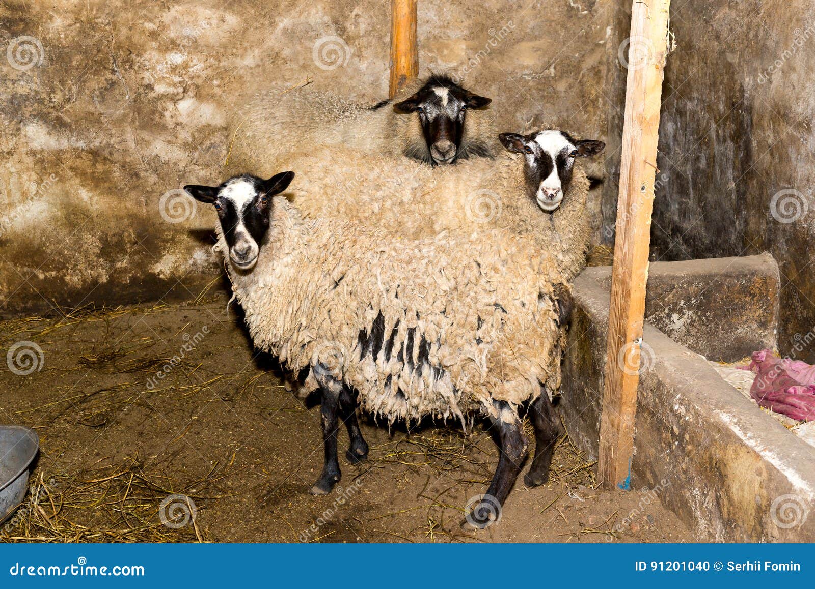Breeding Sheep on a Farm. Sheep in the Pen Close-up. Stock Photo ...
