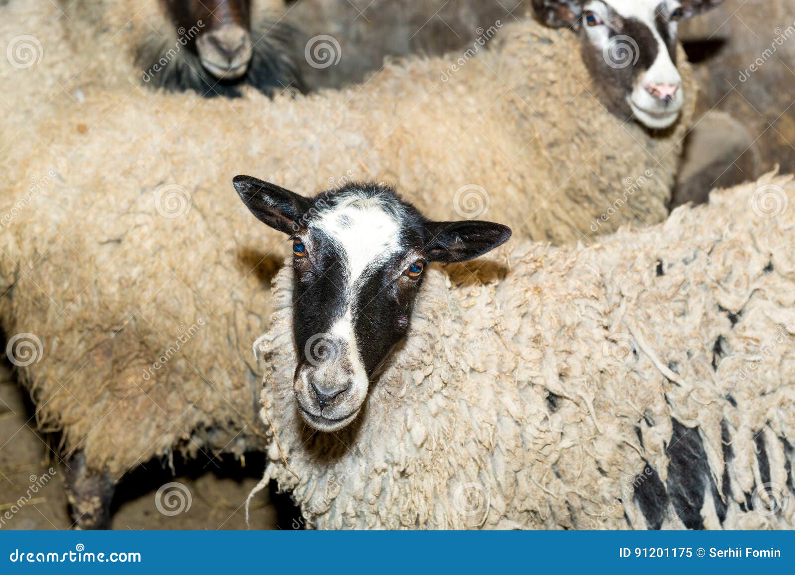 Breeding Sheep on a Farm. Sheep in the Pen Close-up. Stock Image ...