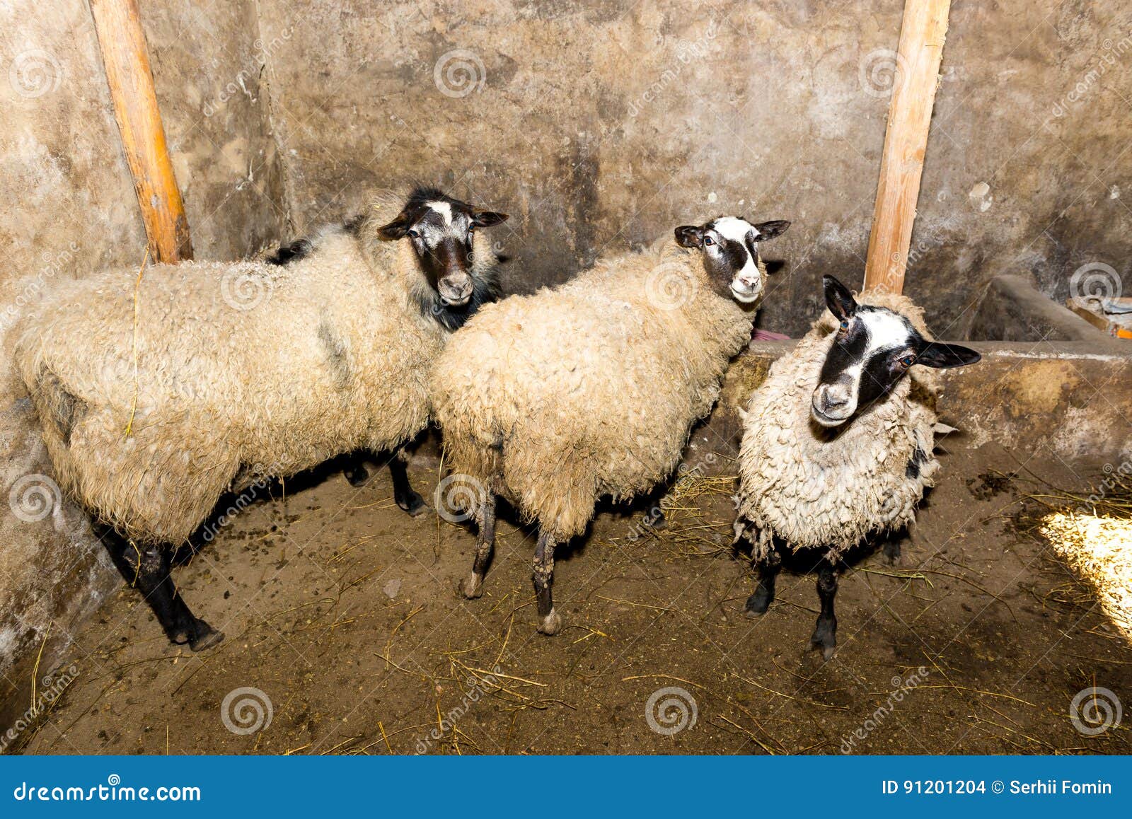 Breeding Sheep on a Farm. Sheep in the Pen Close-up. Stock Photo ...