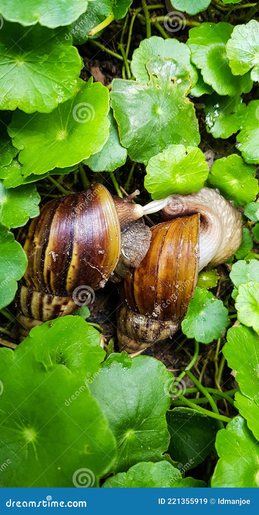 Breeding of snails stock image. Image of poison, branch - 221355919