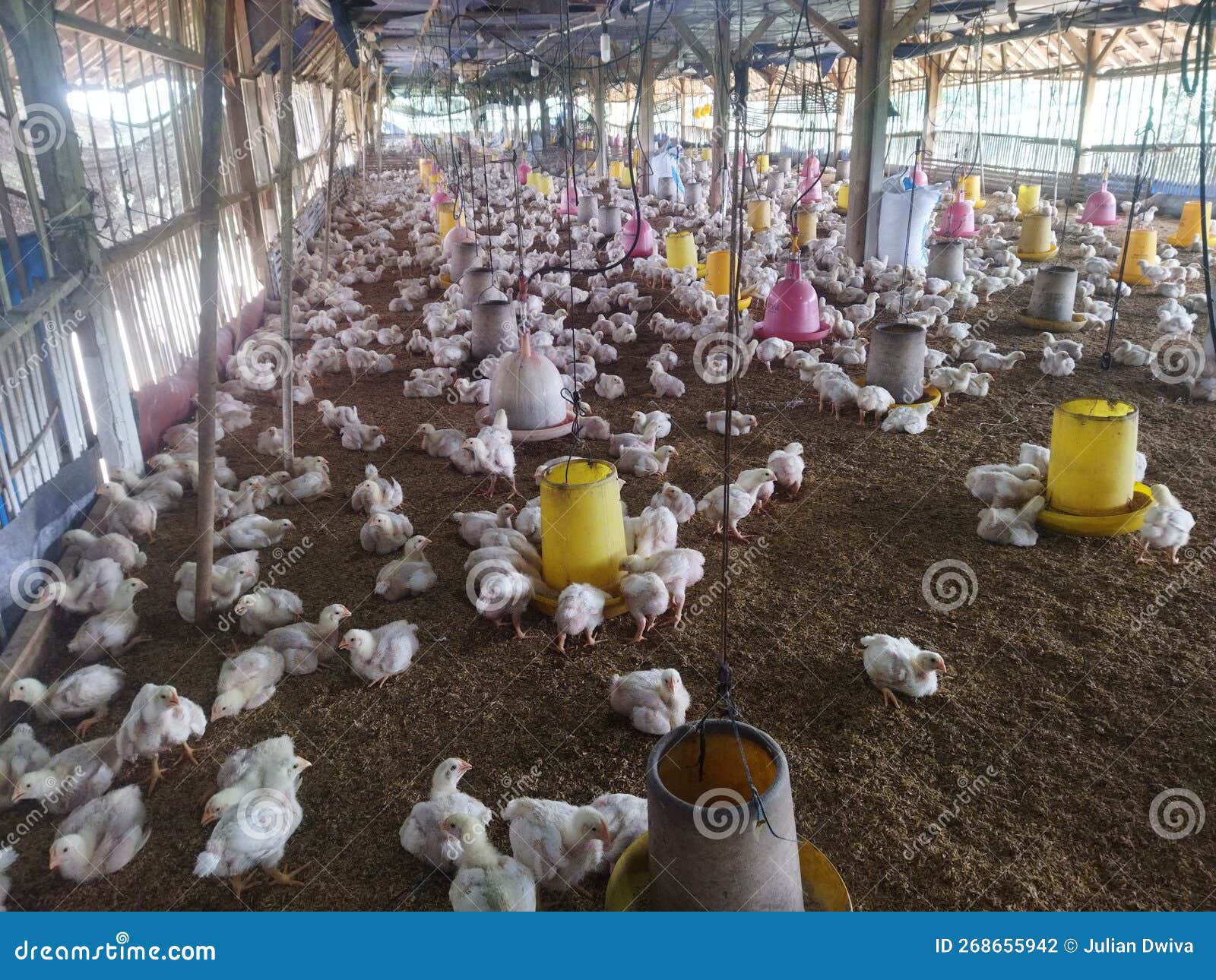 Breeding of Traditional Indonesian Broiler Chickens Stock Photo - Image ...