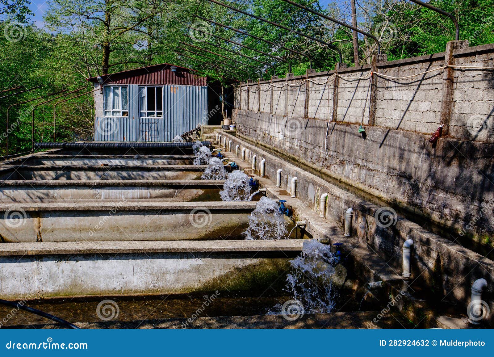 Breeding of Trout in Pools in Fish Farm Stock Photo - Image of ...