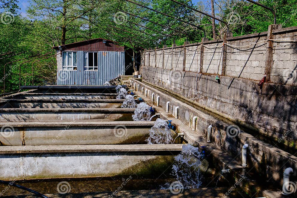 Breeding of Trout in Pools in Fish Farm Stock Photo - Image of ...