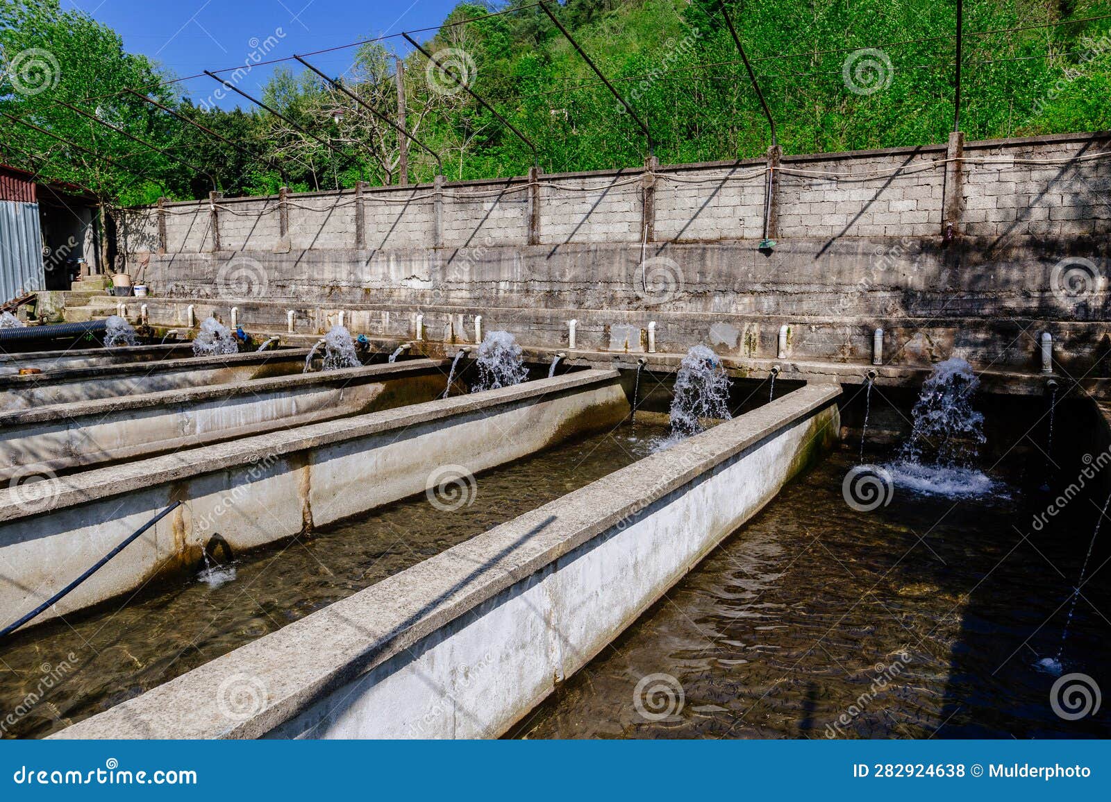 Breeding of Trout in Pools in Fish Farm Stock Photo - Image of pool ...
