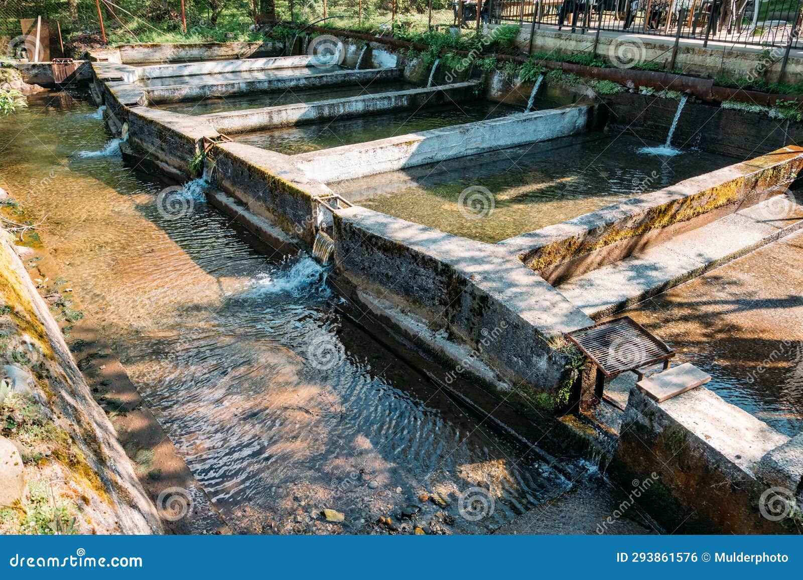 Breeding of Trout in Pools in Fish Farm Stock Photo - Image of stream ...