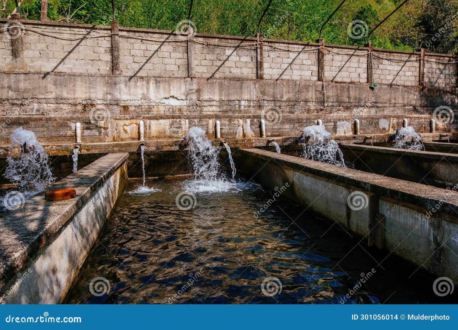 Breeding of Trout in Pools in Fish Farm Stock Photo - Image of rainbow ...