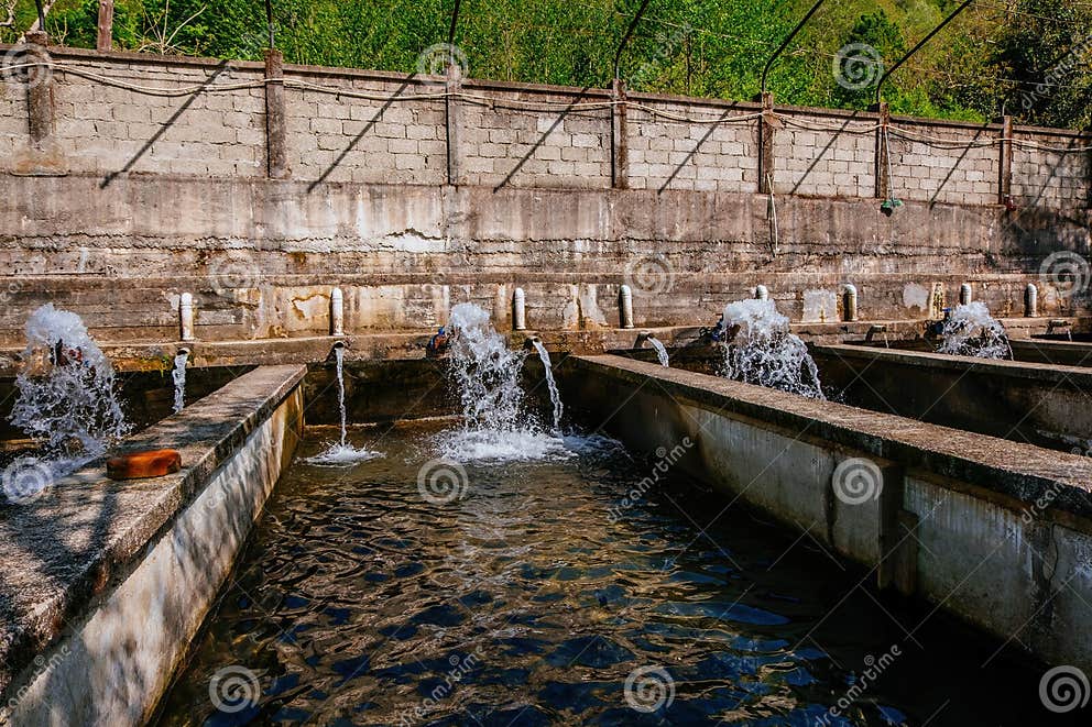 Breeding of Trout in Pools in Fish Farm Stock Photo - Image of rainbow ...