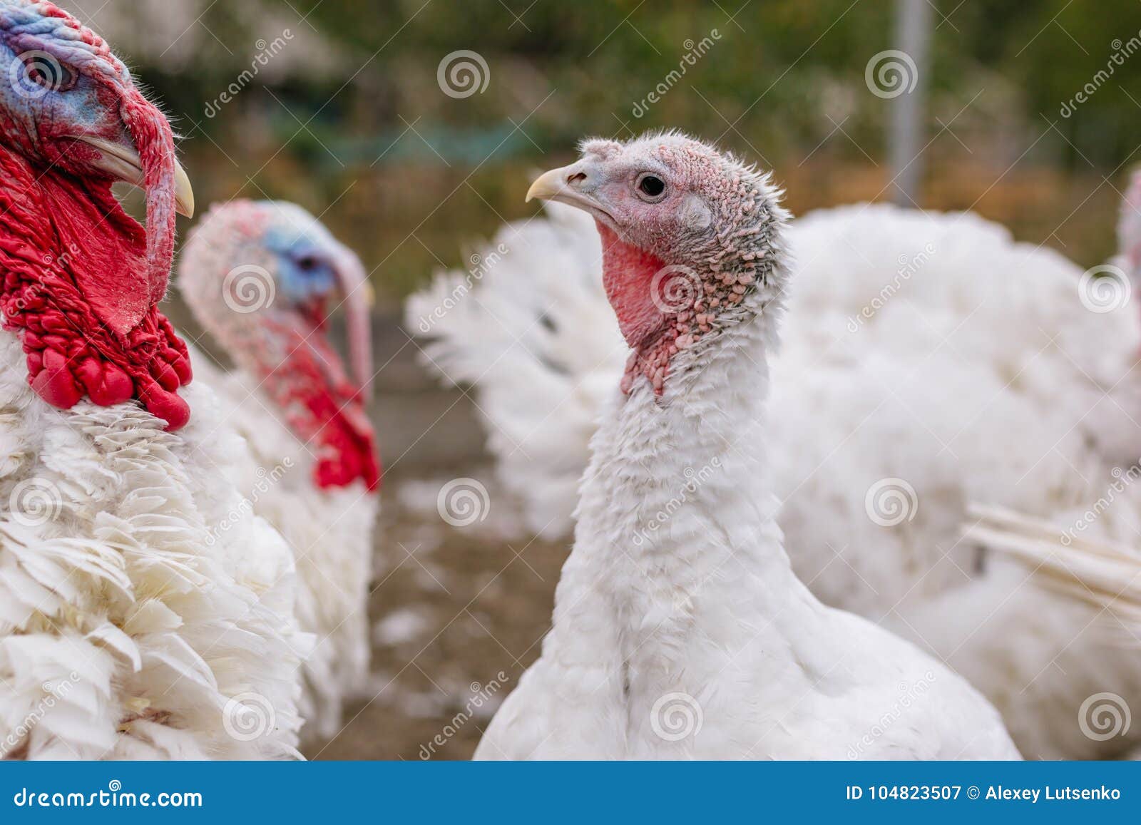 Breeding Turkeys on a Farm. Stock Image - Image of agriculture, bird ...