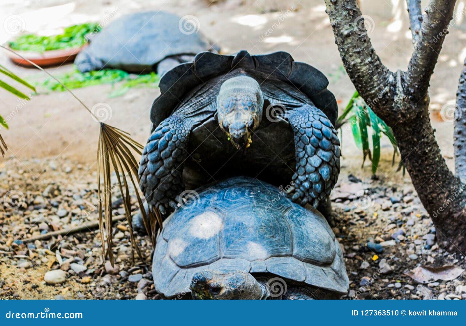 Breeding of turtle stock photo. Image of breeding, turtle - 127363510