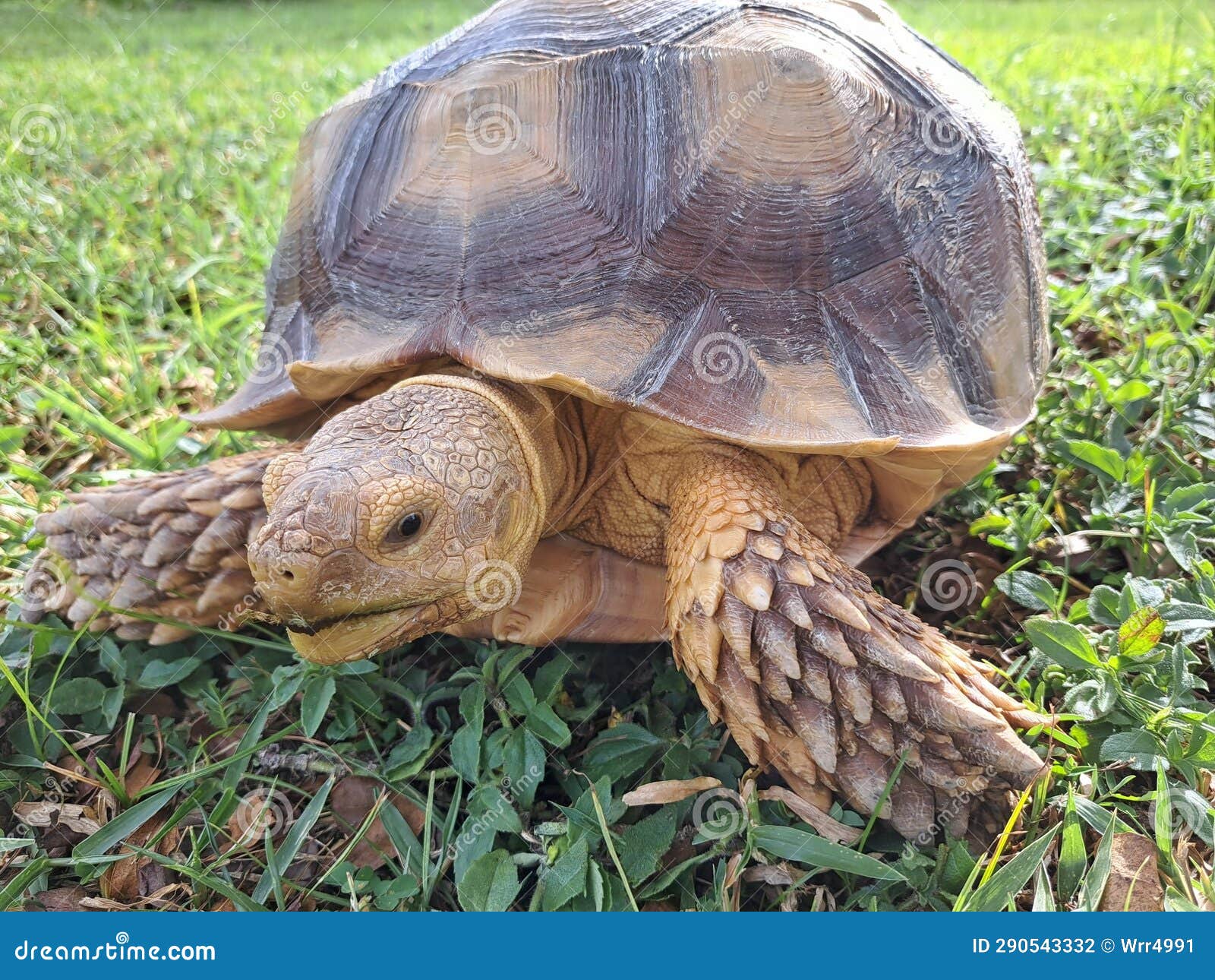 Breeding Very Cute Sulcata Turtle Stock Photo - Image of cute, breeding ...