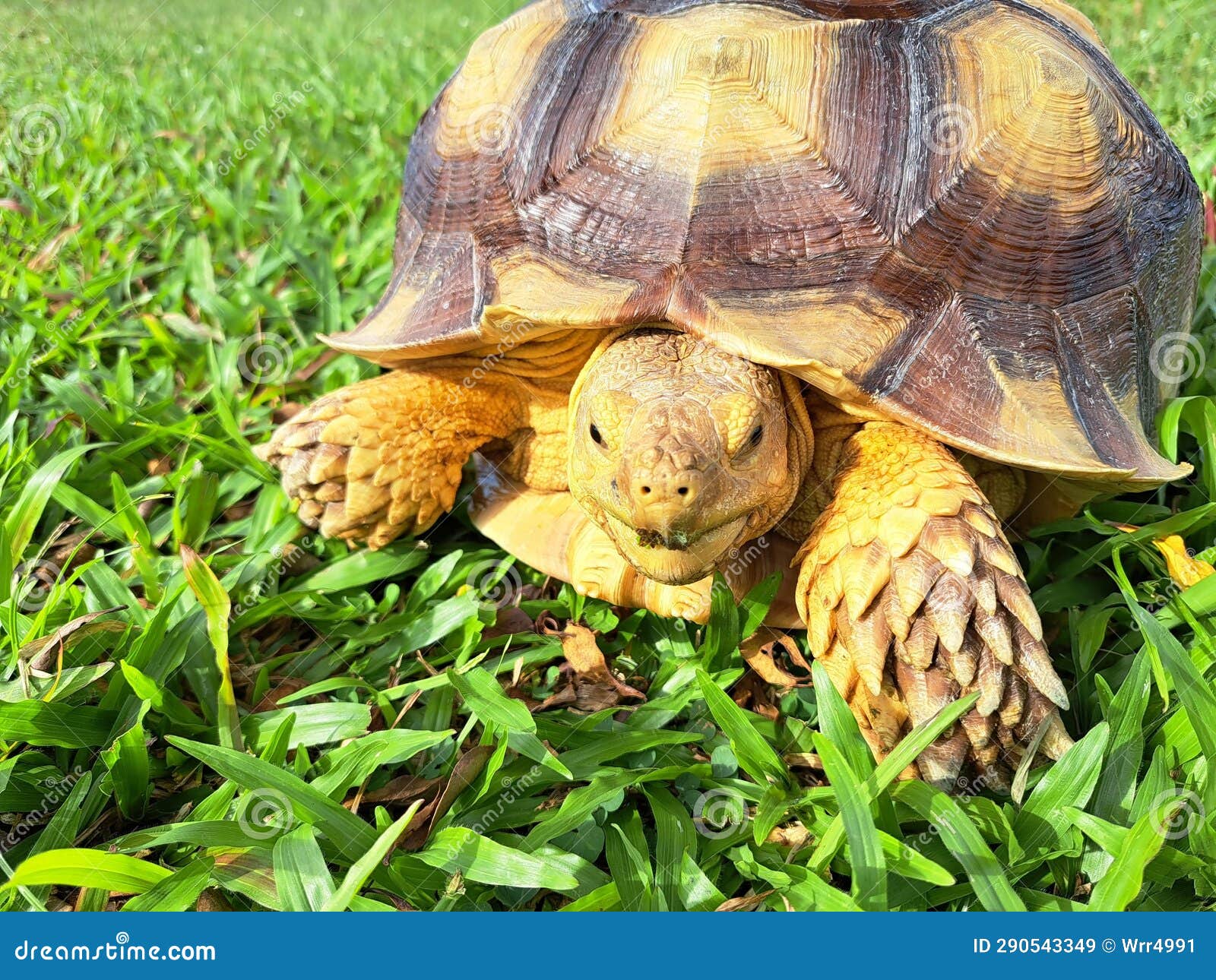 Breeding Very Cute Sulcata Turtle Stock Image - Image of cute, sulcata ...