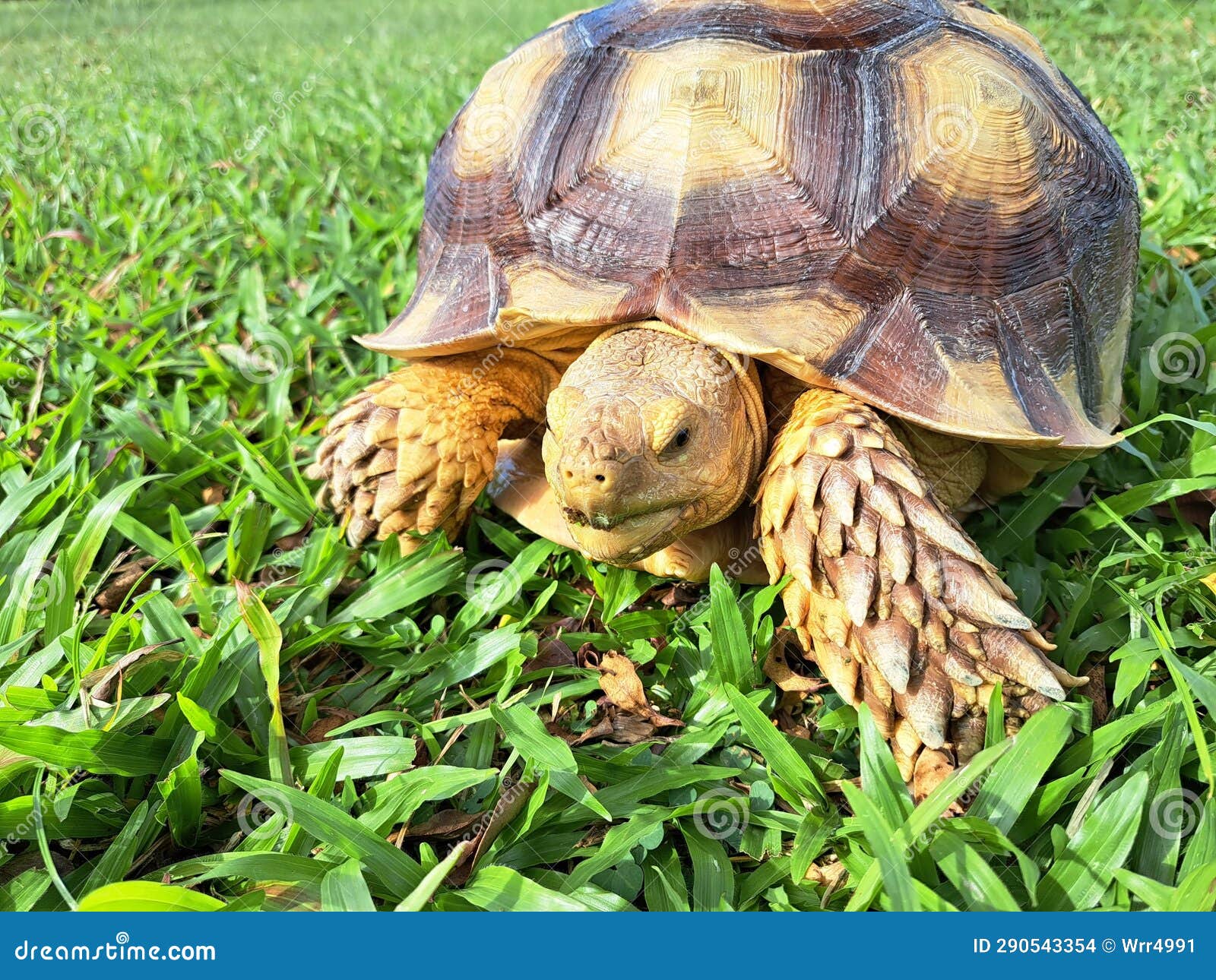 Breeding Very Cute Sulcata Turtle Stock Photo - Image of breeding ...