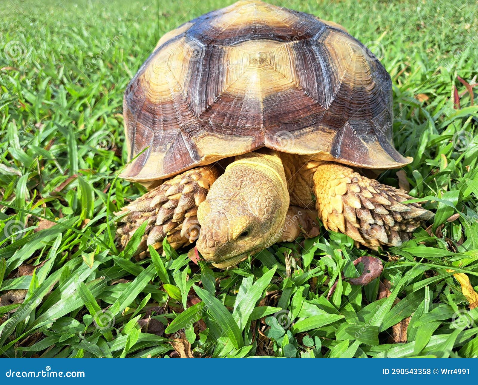 Breeding Very Cute Sulcata Turtle Stock Photo - Image of sulcata ...