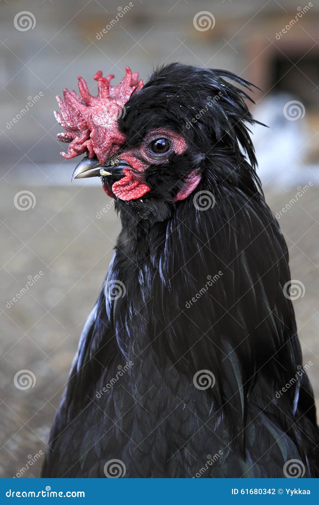 Breeds Curly Chicken in the Farm Stock Photo - Image of livestock ...