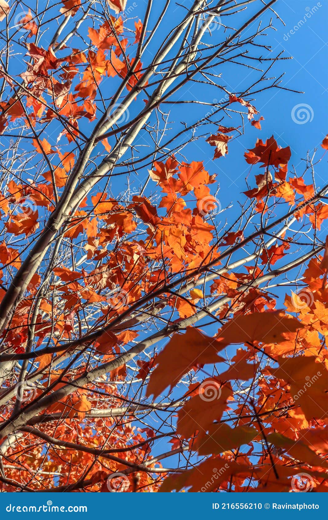 Breezy Fall Afternoon with Leaves Steadily Falling - Fall in Central ...
