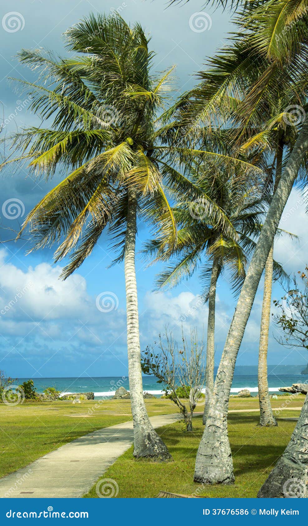 A Breezy Tropical Day stock photo. Image of tropical - 37676586