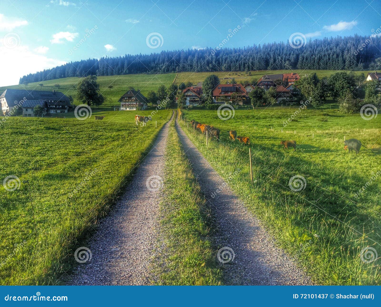 Breitnau, Deutschland stockbild. Bild von schwarzes, deutschland - 72101437
