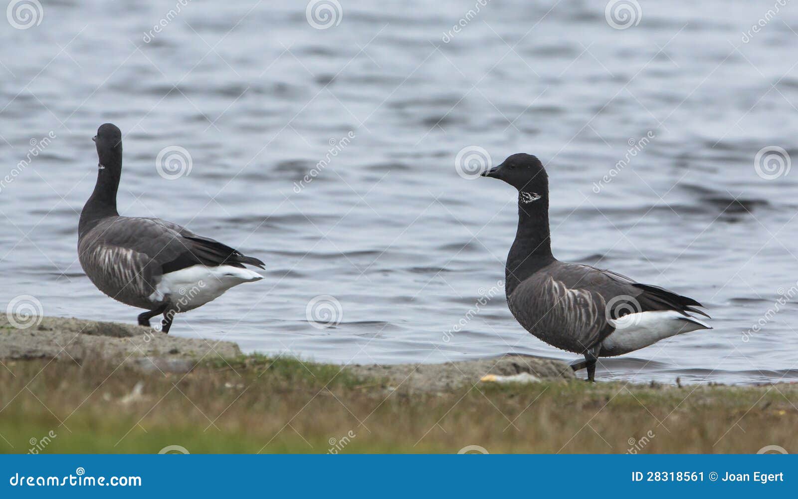 Brent Goose couple stock image. Image of locations, bernicla - 28318561