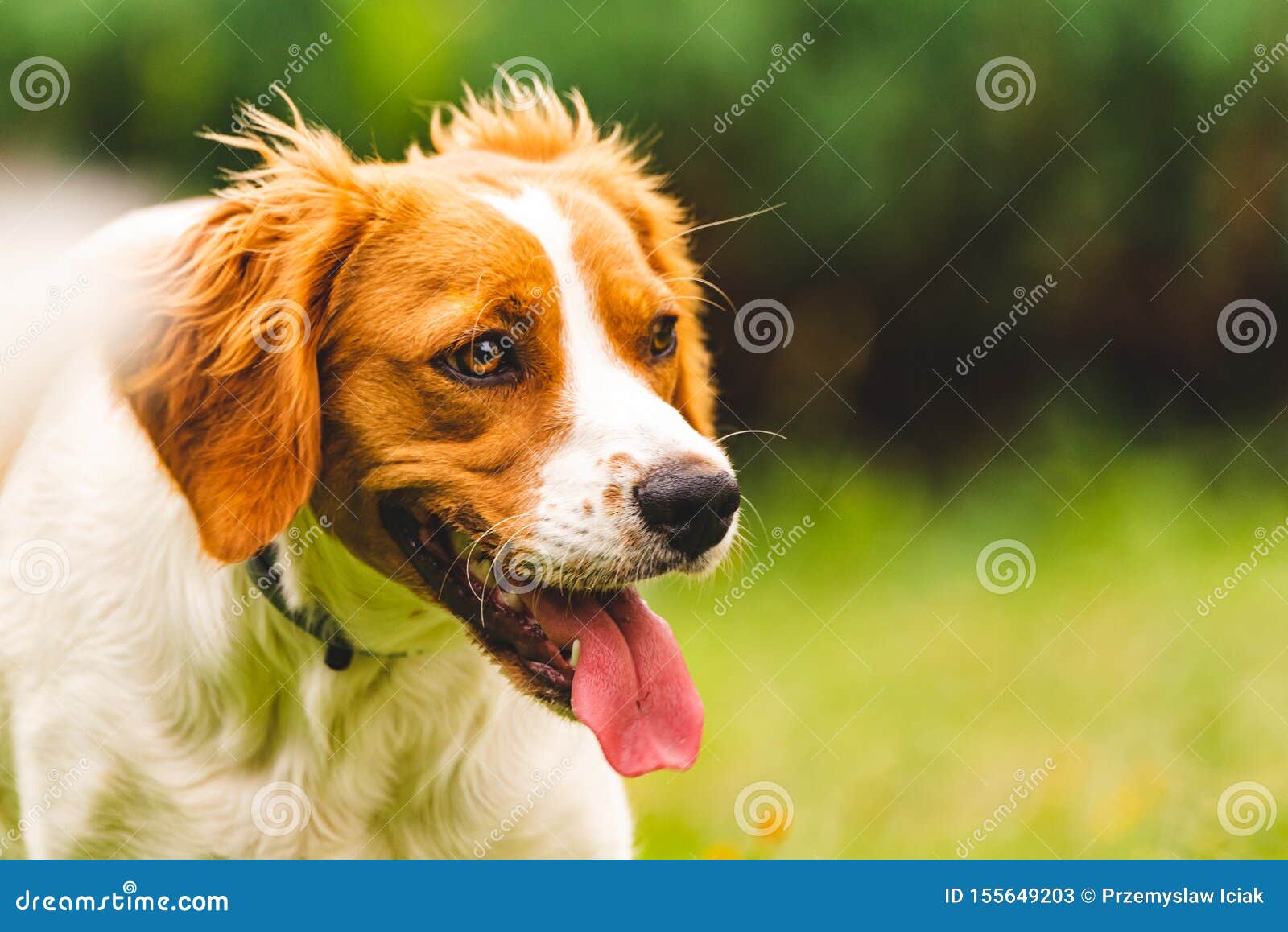 Breton Spaniel Female Puppy Lying Down In Green Grass Royalty-Free ...
