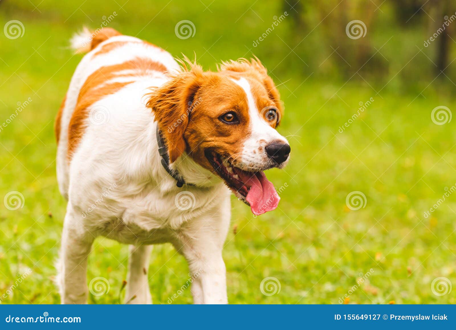 Breton Spaniel Puppy Running Towards Camera Stock Image - Image of ...