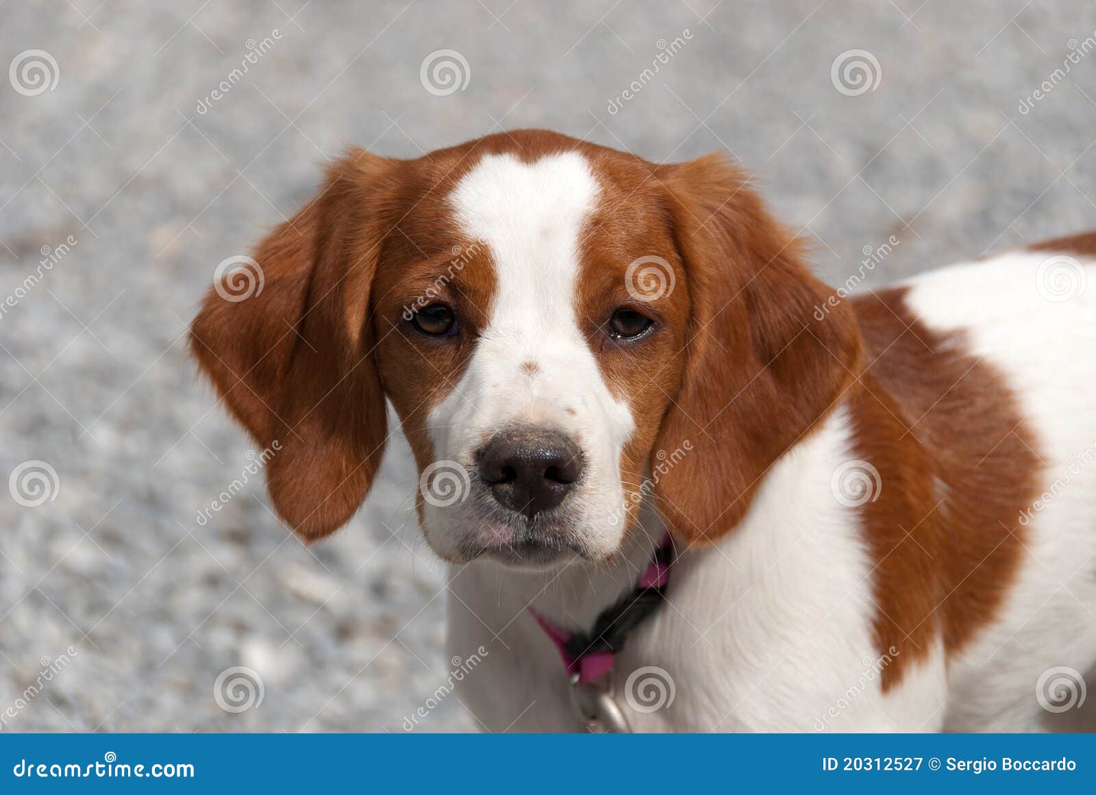 Breton valp fotografering för bildbyråer. Bild av hund - 20312527