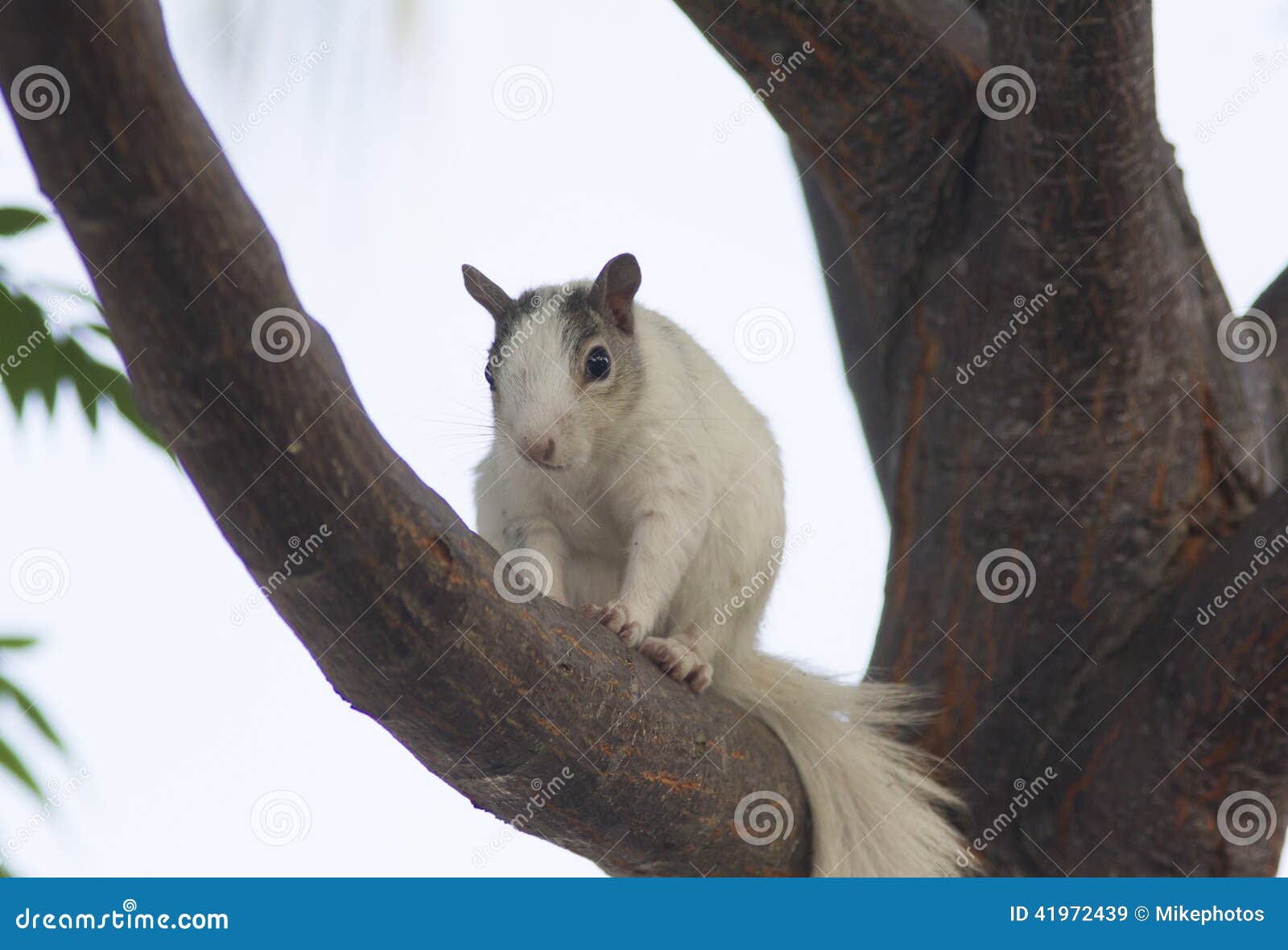 Brevard White Squirrel with Black Ears Stock Image - Image of white ...