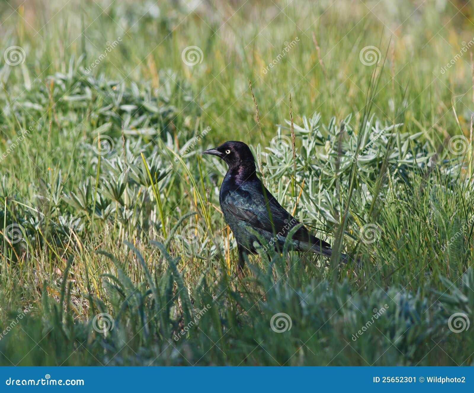 Brewers blackbird in grass stock image. Image of bird - 25652301