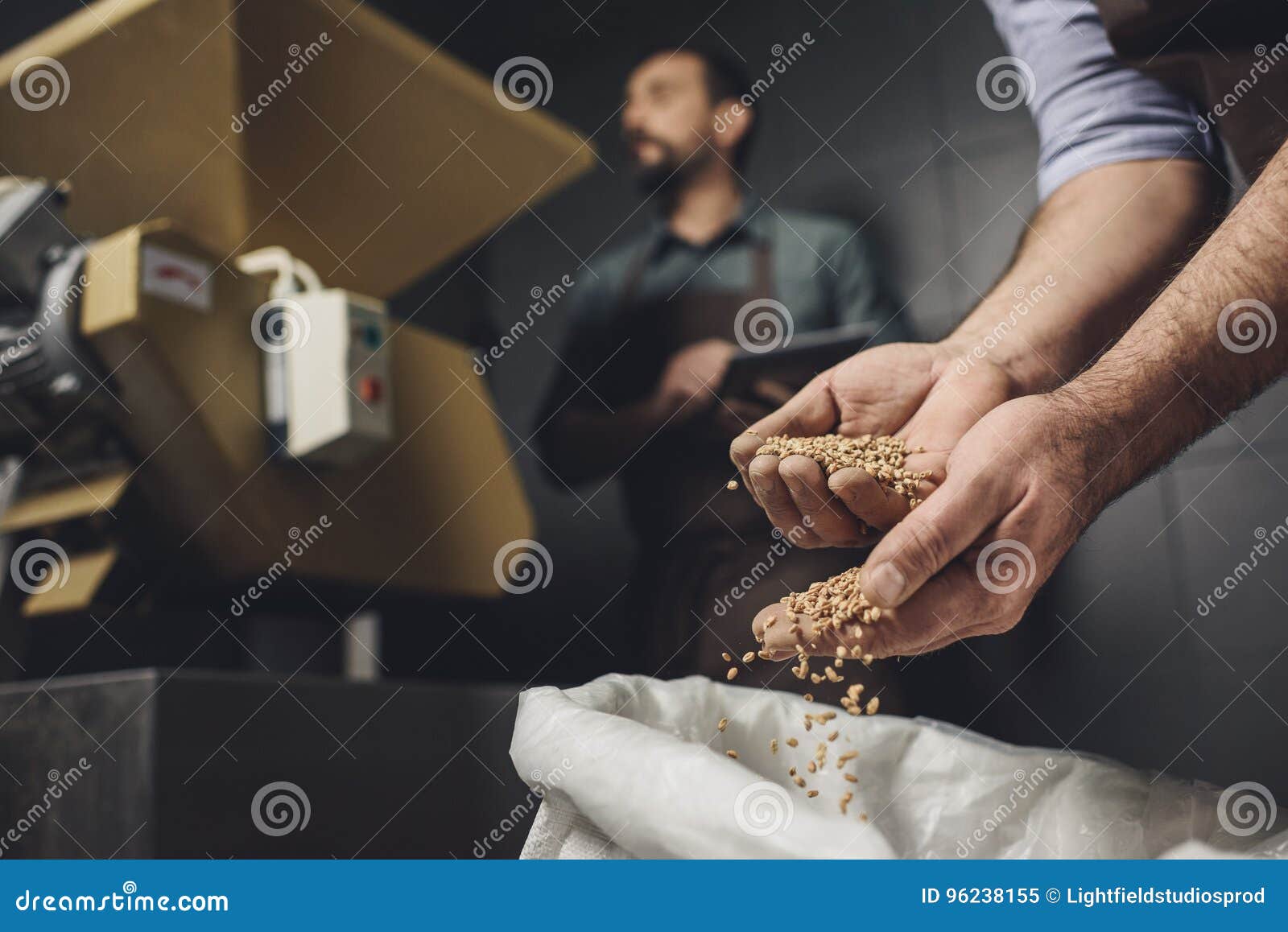 Brewery Worker Inspecting Grains Stock Image - Image of equipment ...