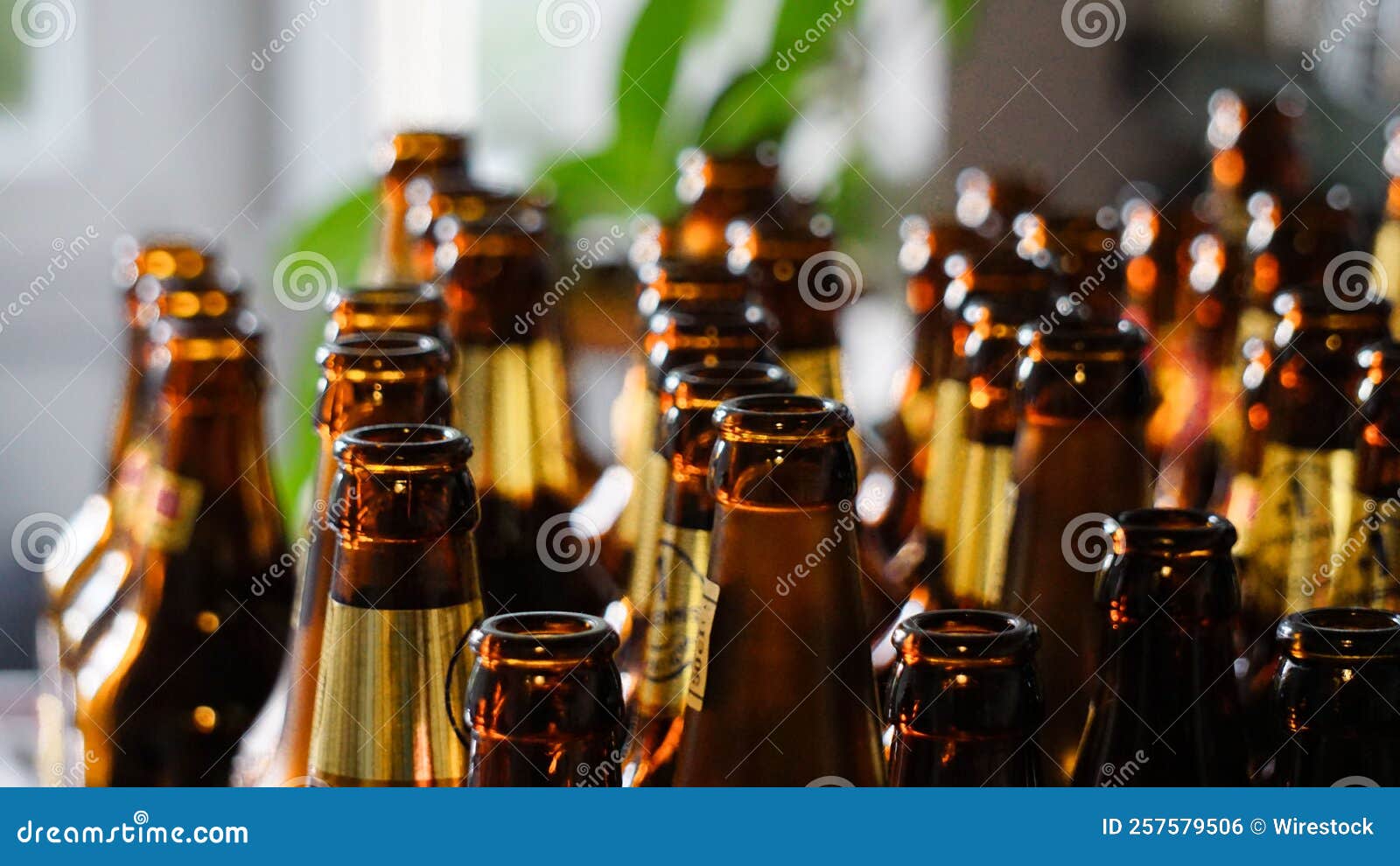 Brewing Home Beer Process at Home in the Kitchen Stock Photo - Image of ...