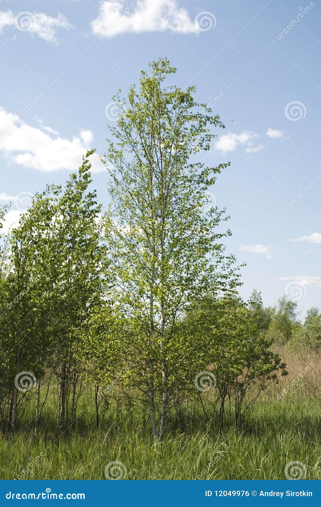 Breza stock photo. Image of garden, forest, birch, flora - 12049976