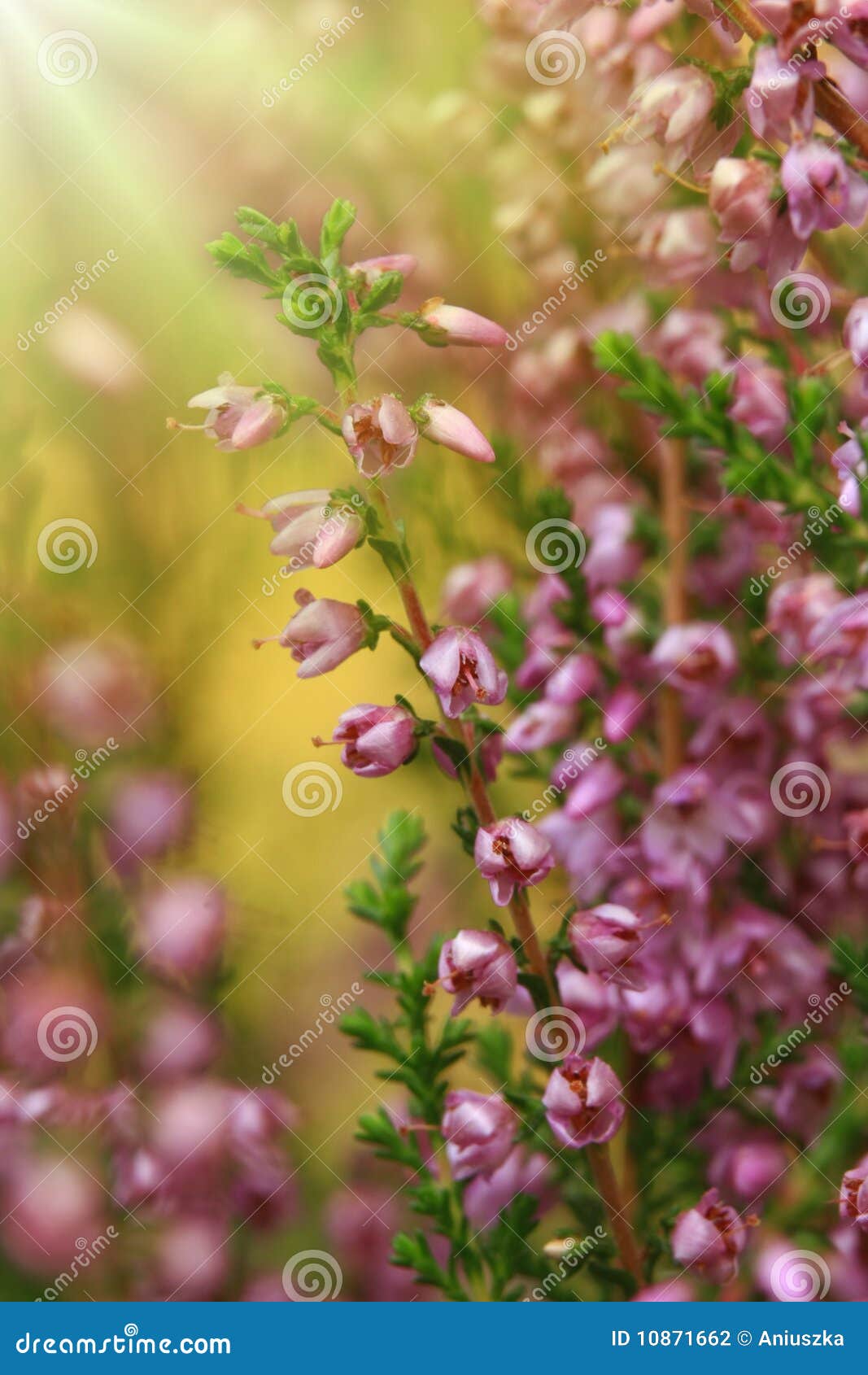 Brezo foto de archivo. Imagen de primer, fresco, agosto - 10871662