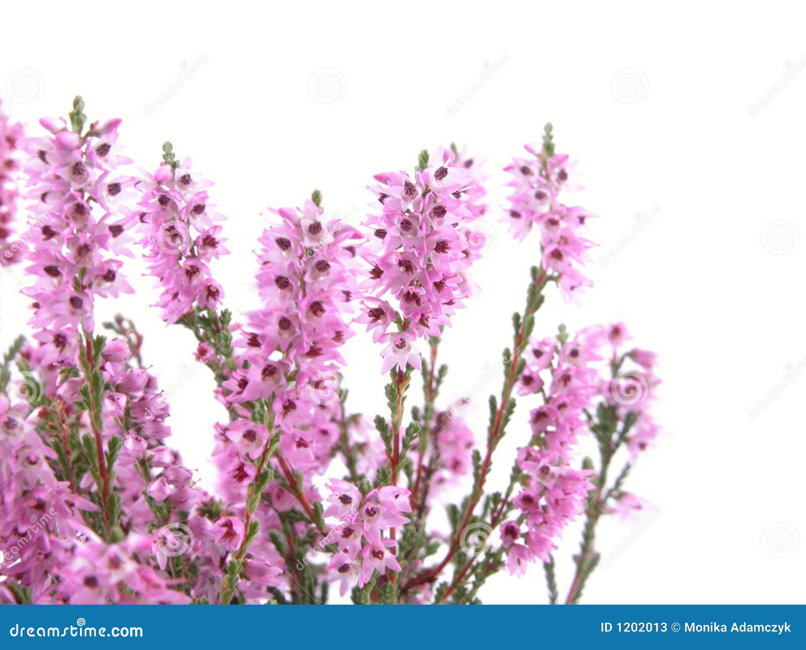 Brezo imagen de archivo. Imagen de bosque, floral, plantas - 1202013