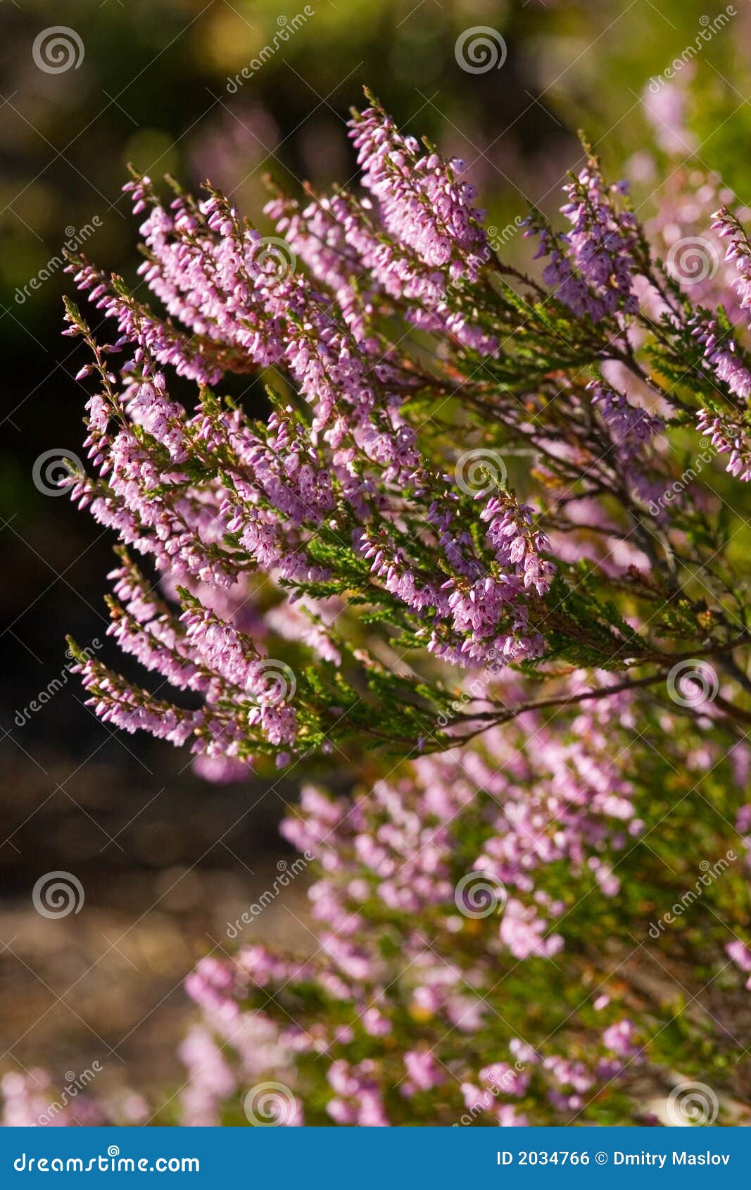 Brezo foto de archivo. Imagen de cultura, adornado, escena - 2034766