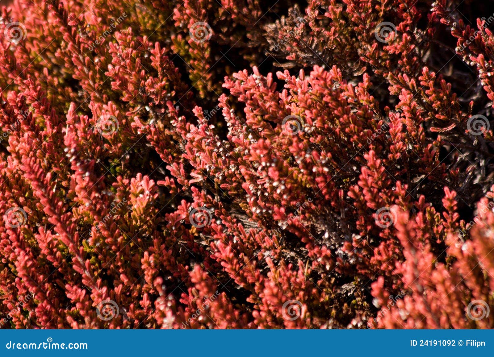 Brezo foto de archivo. Imagen de arriate, planta, imagen - 24191092