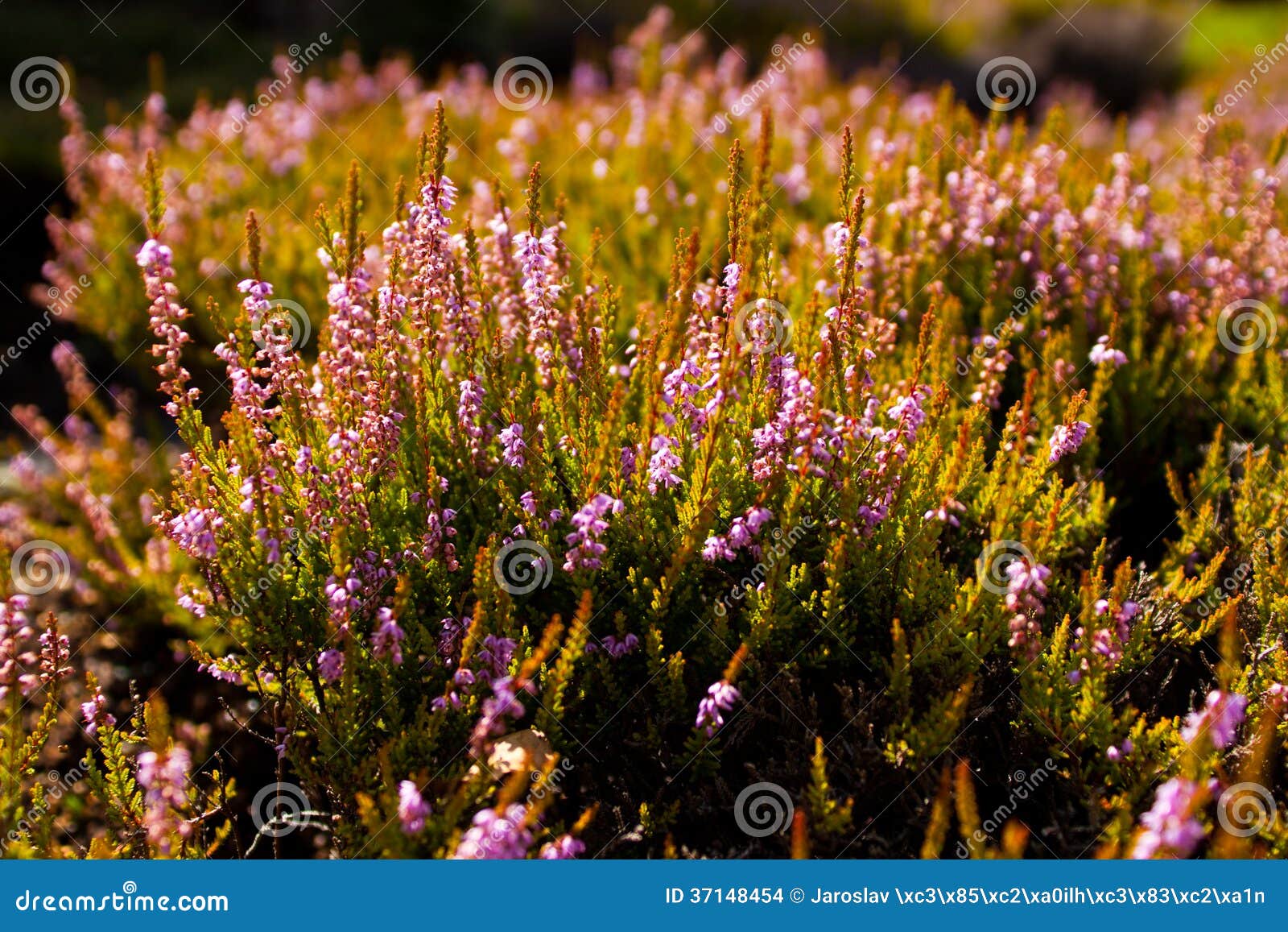 Brezo foto de archivo. Imagen de hermoso, exterior, arbusto - 37148454