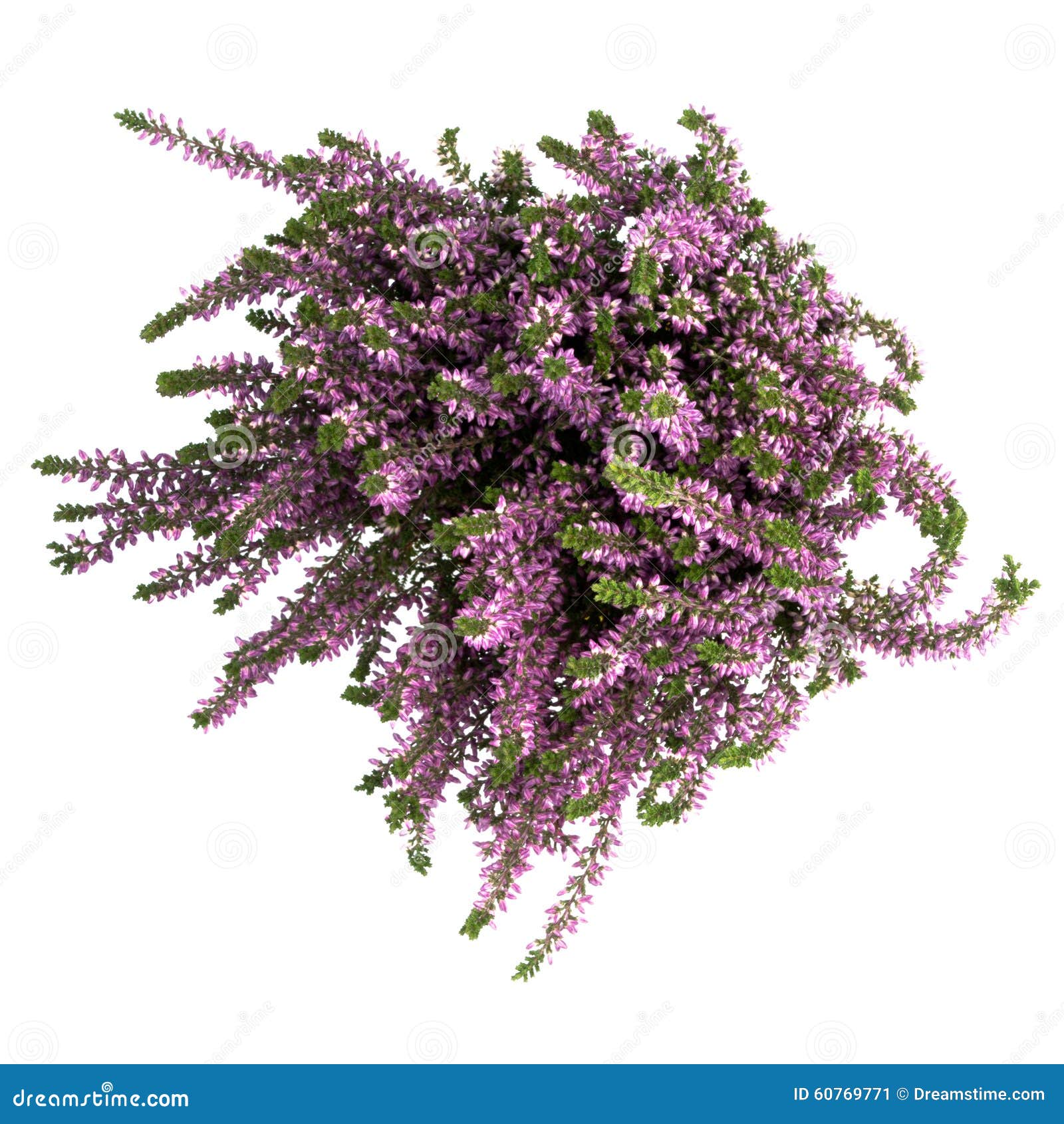 Brezo aislado imagen de archivo. Imagen de hoja, presente - 60769771