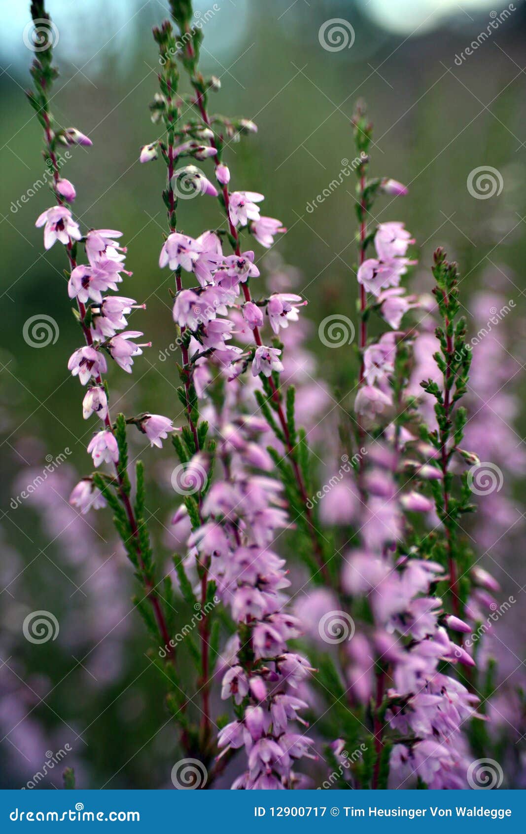 Brezo (Calluna vulgaris) imagen de archivo. Imagen de flores - 12900717