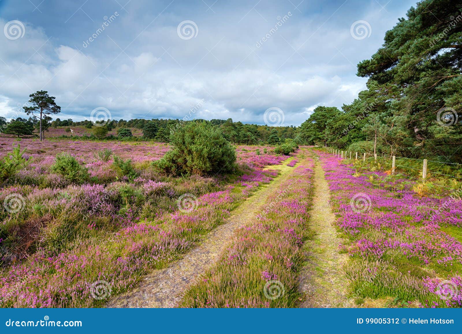 Brezo de Dorset foto de archivo. Imagen de brezo, campo - 99005312