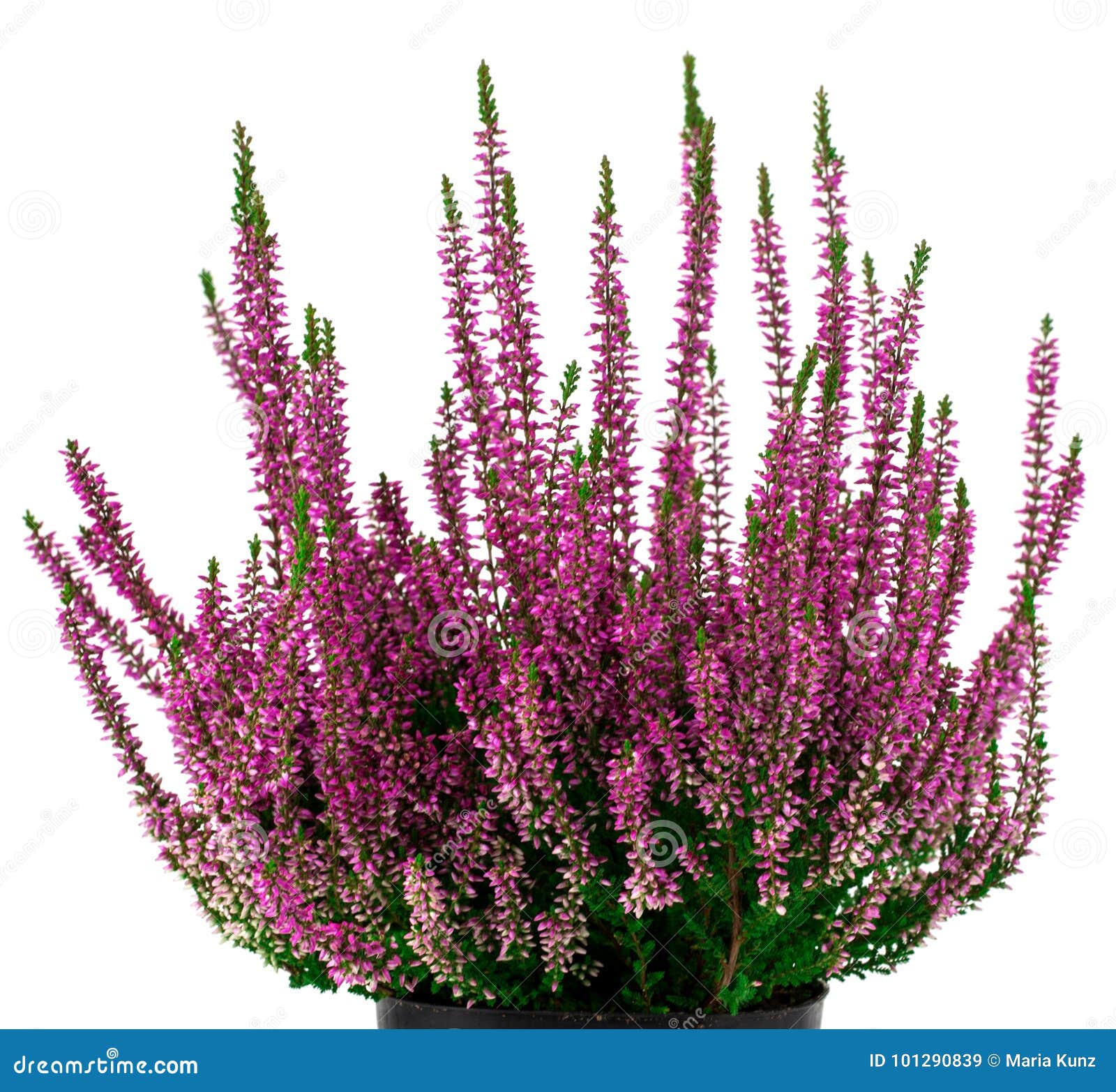 Brezo en el fondo blanco imagen de archivo. Imagen de planta - 101290839