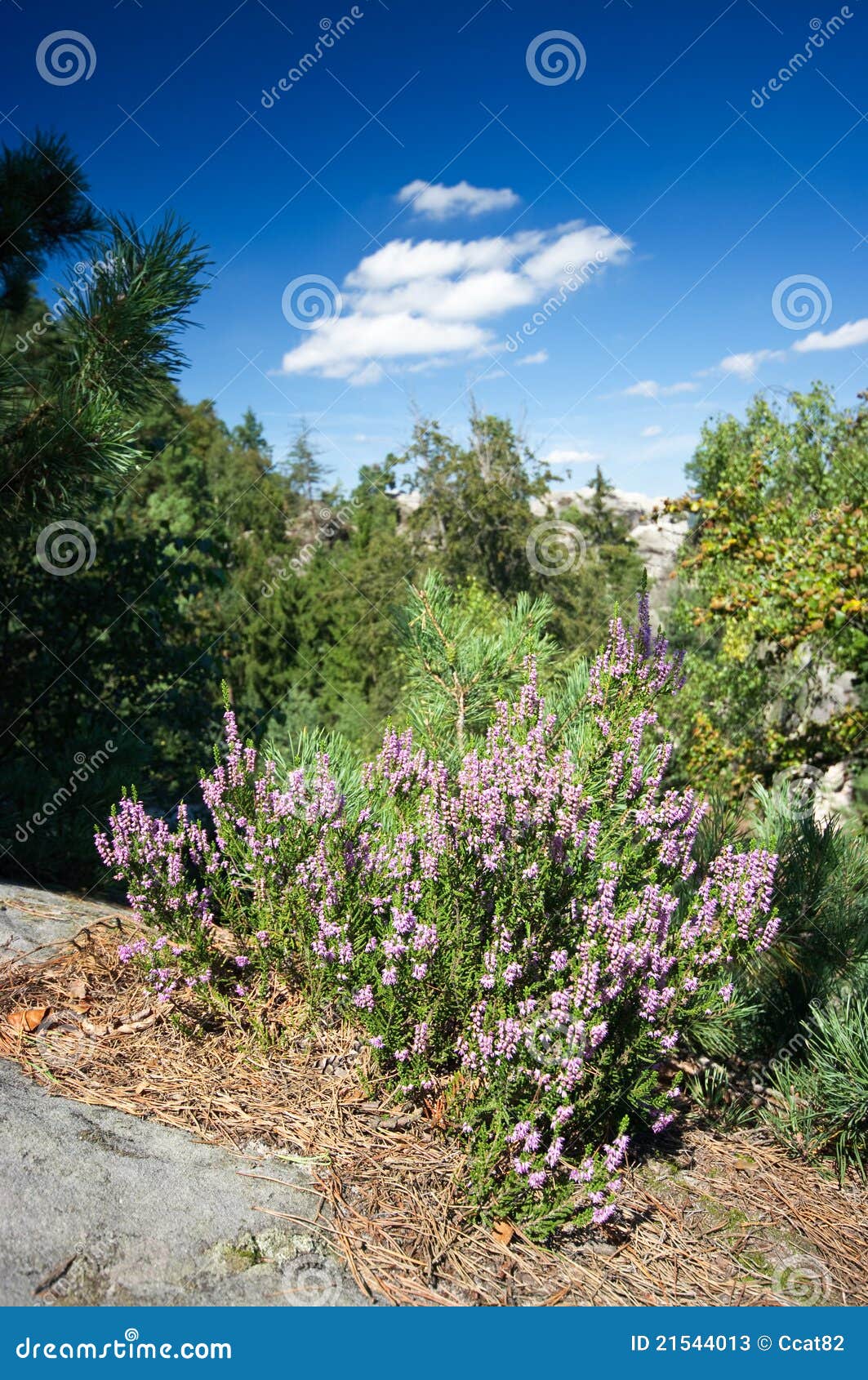 Brezo salvaje imagen de archivo. Imagen de hermoso, bosque - 21544013