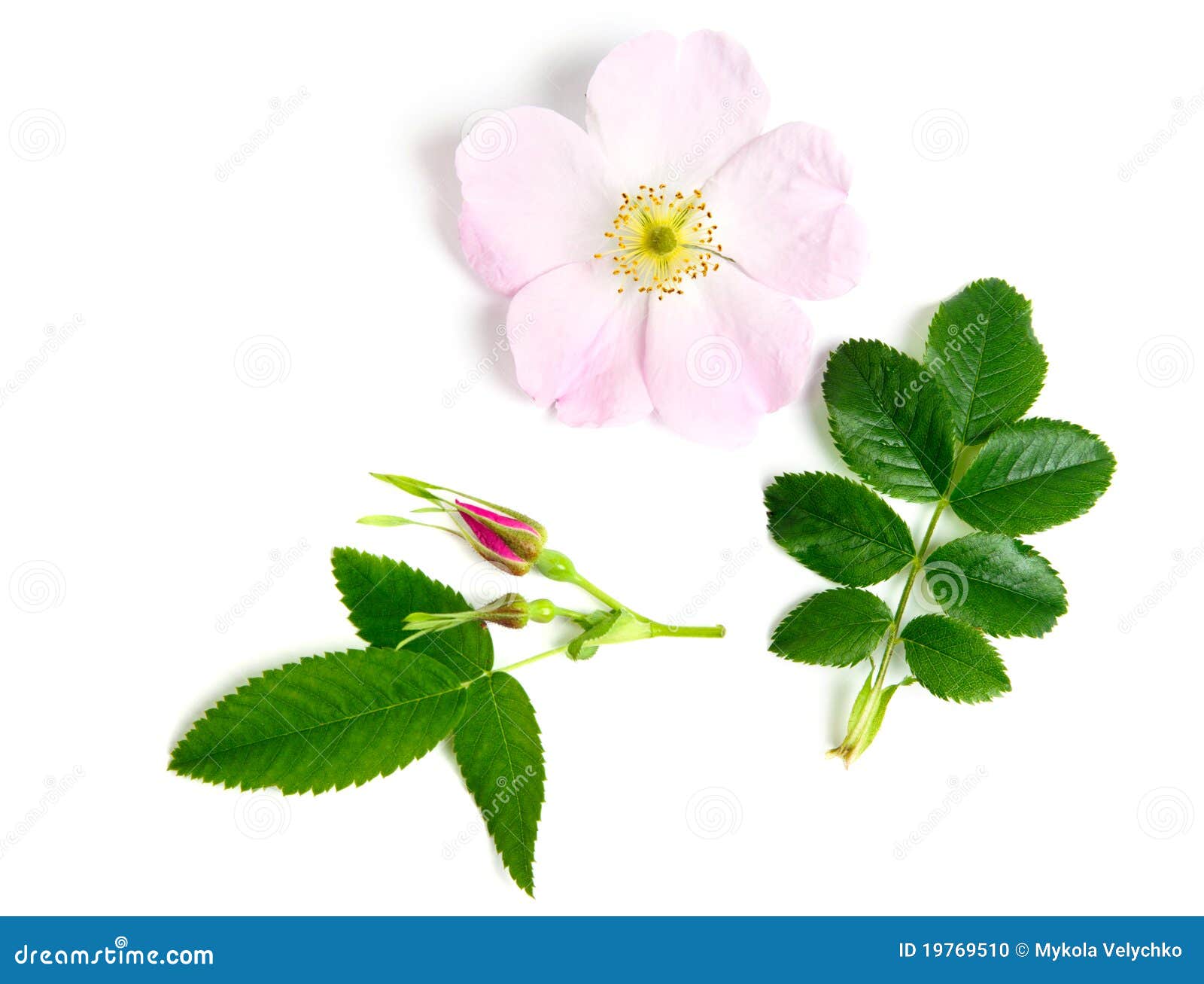 Briar stock photo. Image of fresh, botany, floral, leaf - 19769510